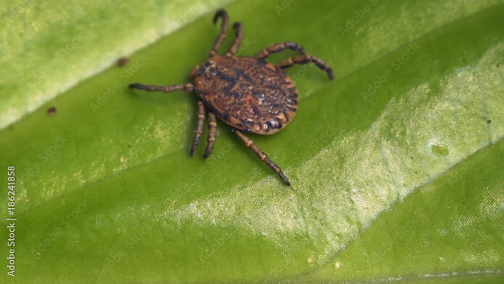 Adult tick on the green leaf of the plant. Tropical forest of Thailand ...