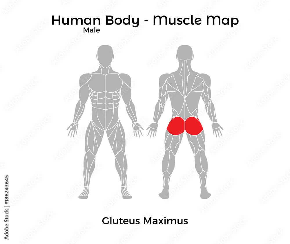Male Human Body - Muscle map, Gluteus Maximus. Vector Illustration ...