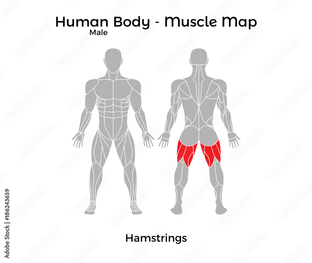 Male Human Body - Muscle map, Hamstrings. Vector Illustration - EPS10 ...