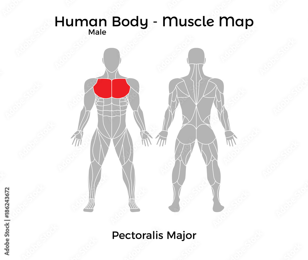 Male Human Body - Muscle map, Pectoralis Major. Vector Illustration ...