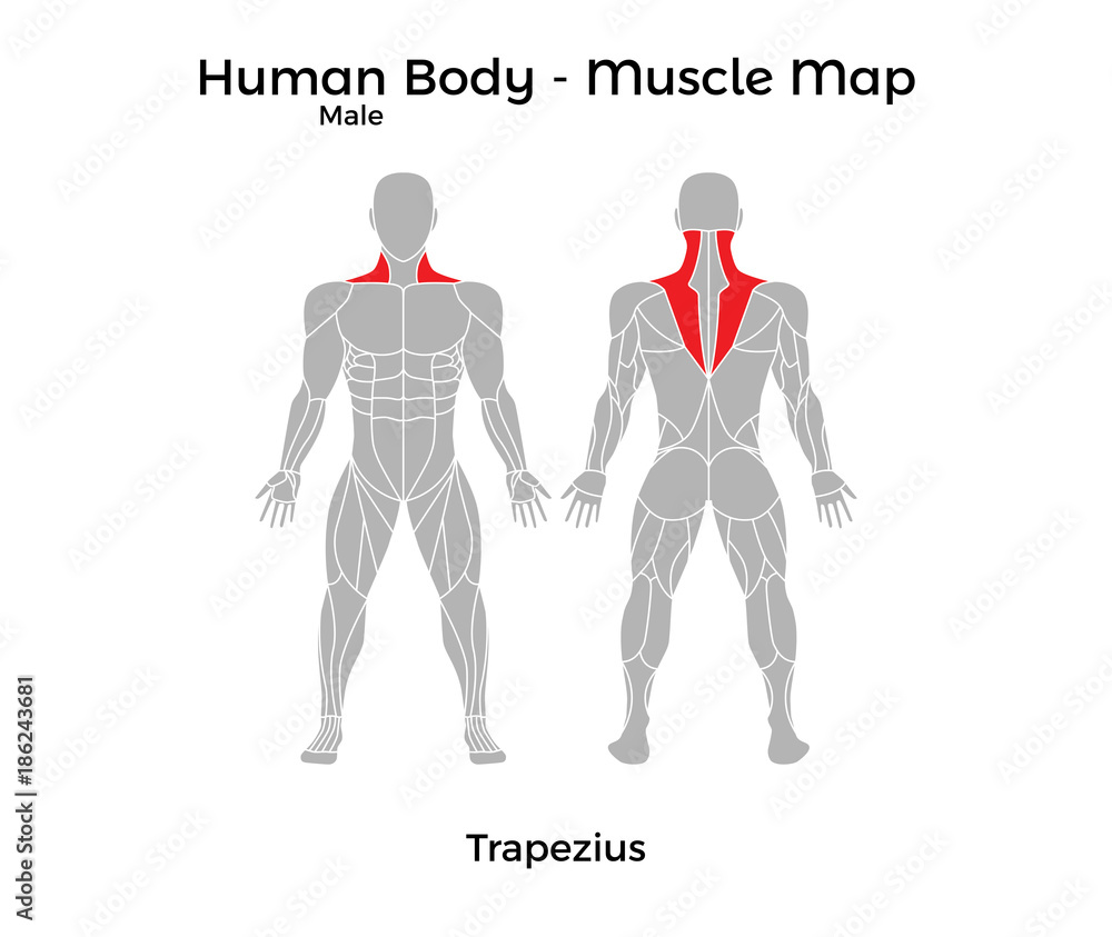 Male Human Body - Muscle map, Trapezius. Vector Illustration - EPS10 ...