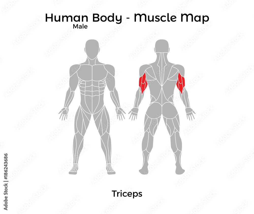 Male Human Body - Muscle map, Triceps. Vector Illustration - EPS10 ...
