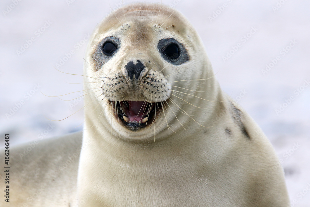 Lachende Robbe Stock Photo | Adobe Stock