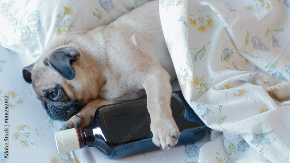 Pug With Alcohol