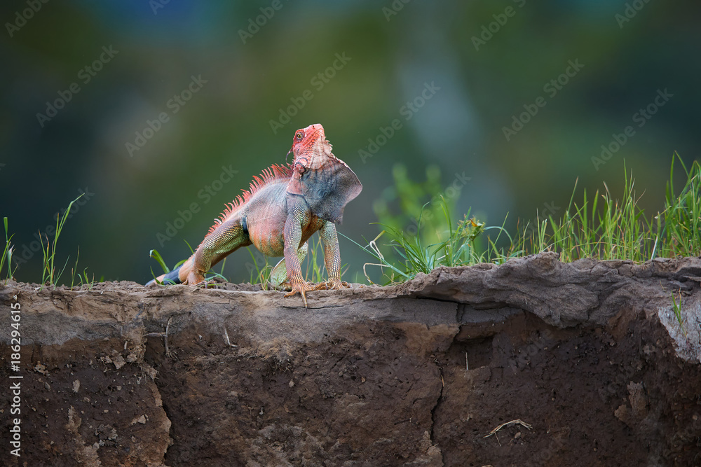Green Iguana,Iguana iguana, adult male in territorial attitude ...