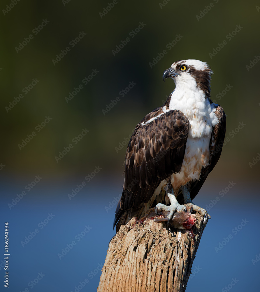 Vertical portrait of wild Osprey, Pandion haliaetus. Bird of prey ...