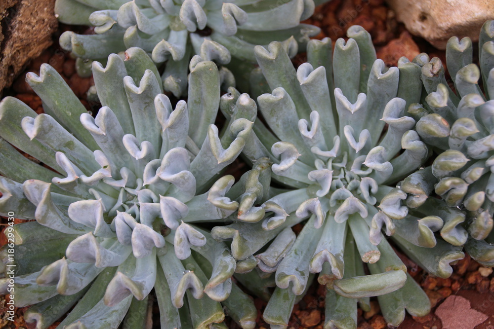 Mexican Hens and Chicks/ Echeveria Runyonii / Topsy Turvy/ Crassulaceae ...