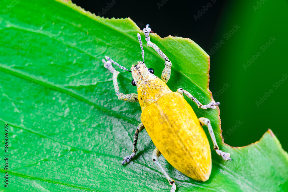 Male Gold Dust Weevil (Arthropoda: Insecta: Coleoptera: Curculionidae ...