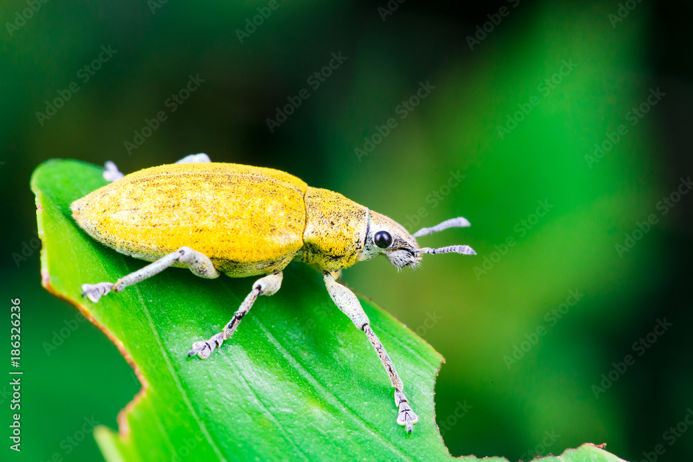 Male Gold Dust Weevil (Arthropoda: Insecta: Coleoptera: Curculionidae ...