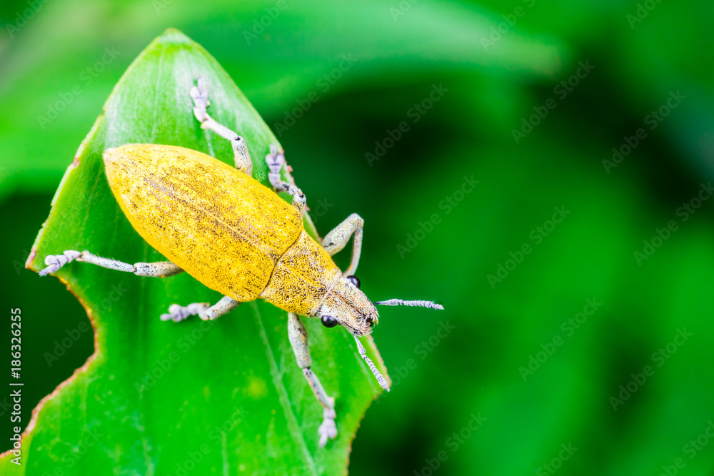 Male Gold Dust Weevil (Arthropoda: Insecta: Coleoptera: Curculionidae ...
