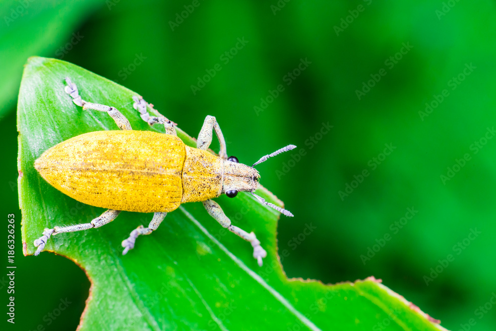 Male Gold Dust Weevil (Arthropoda: Insecta: Coleoptera: Curculionidae ...