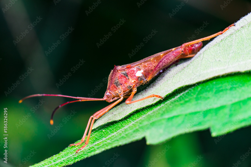 Stink, Florida Leaf-footed Bug (Arthropoda: Insecta: Hemiptera ...