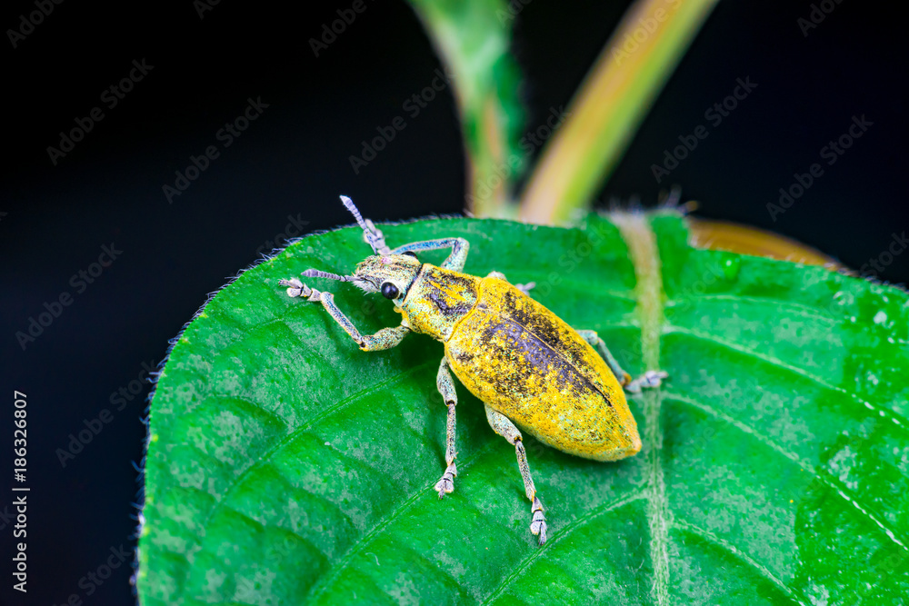 Blurry female Gold Dust Weevil (Coleoptera: Curculionidae: Entiminae ...