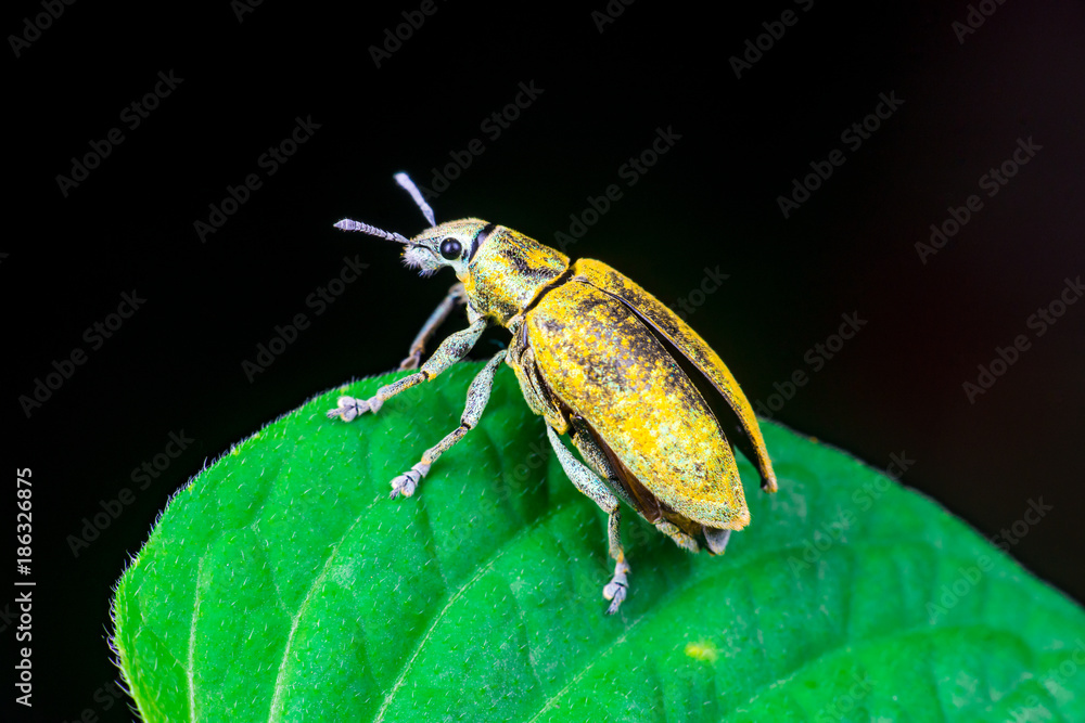 Blurry female Gold Dust Weevil (Arthropoda: Insecta: Coleoptera ...