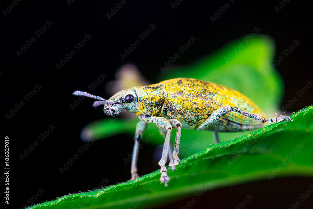 Female Gold Dust Weevil (Arthropoda: Insecta: Coleoptera: Curculionidae ...