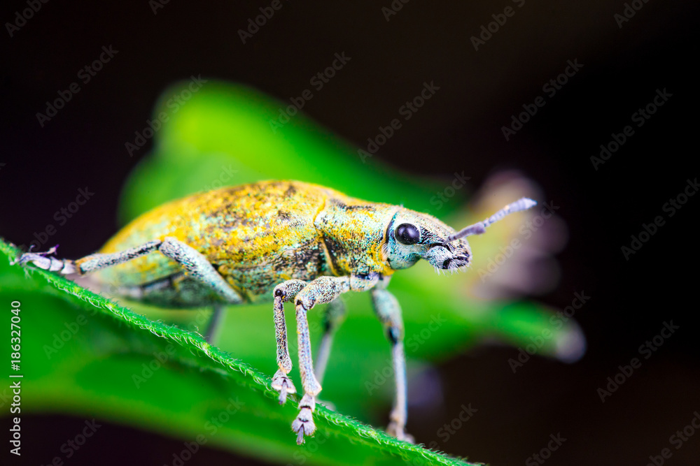 Female Gold Dust Weevil (Arthropoda: Insecta: Coleoptera: Curculionidae ...