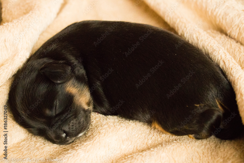 cute little puppies, freshly born, with sweet pink nose sleeping ...