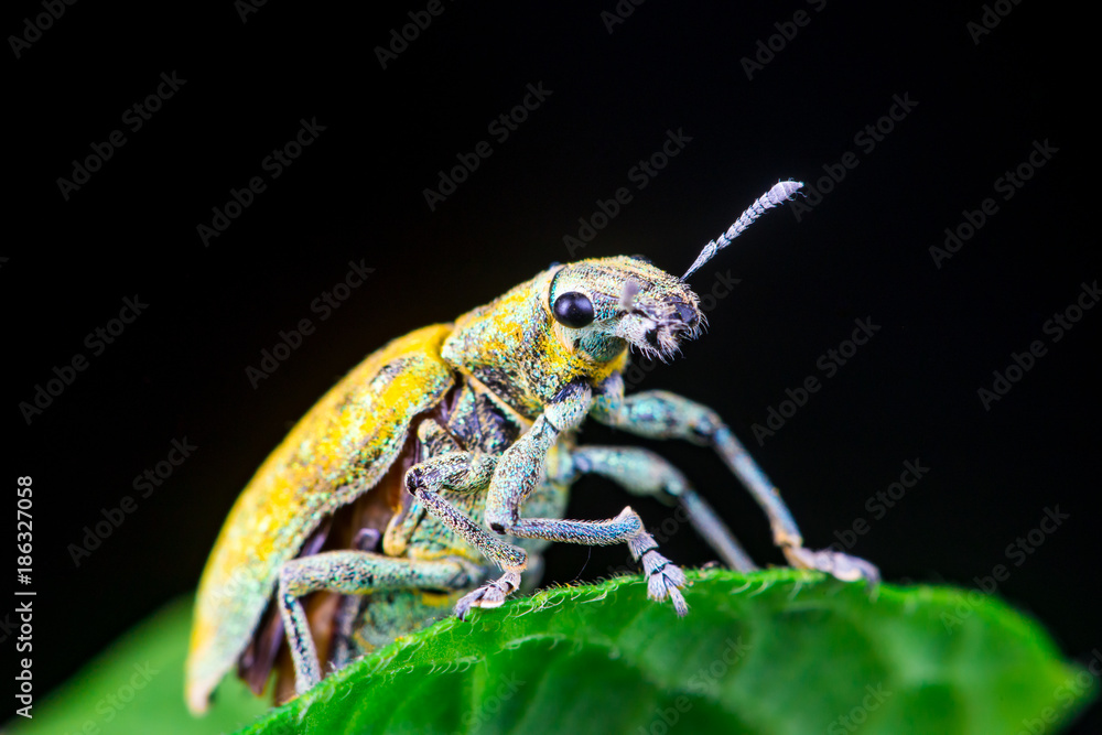 Blurry female Gold Dust Weevil (Arthropoda: Insecta: Coleoptera ...