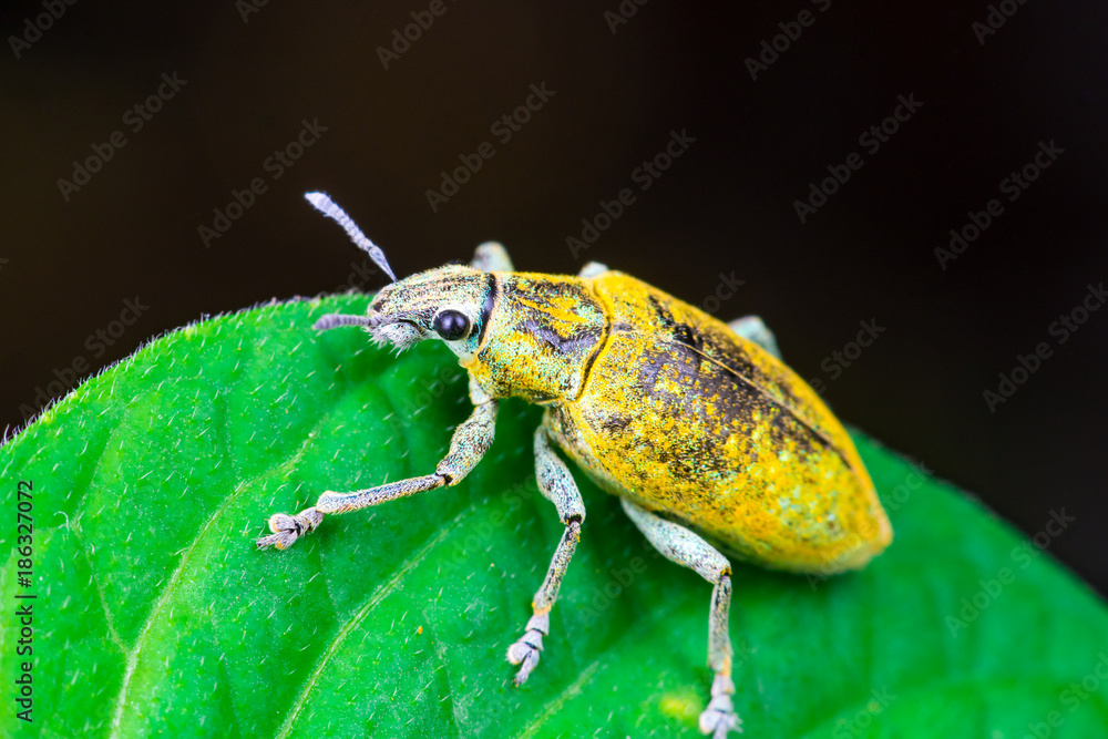 Female Gold Dust Weevil (Arthropoda: Insecta: Coleoptera: Curculionidae ...