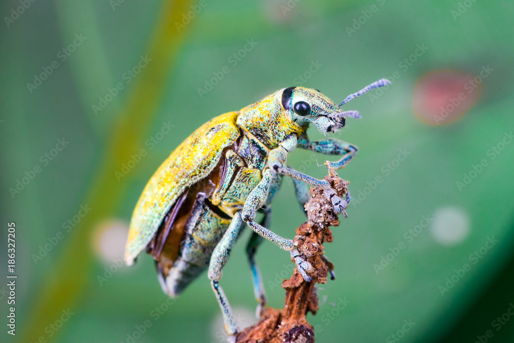 Blurry female Gold Dust Weevil (Arthropoda: Insecta: Coleoptera ...