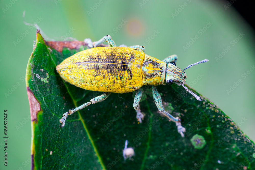 Female Gold Dust Weevil (Arthropoda: Insecta: Coleoptera: Curculionidae ...