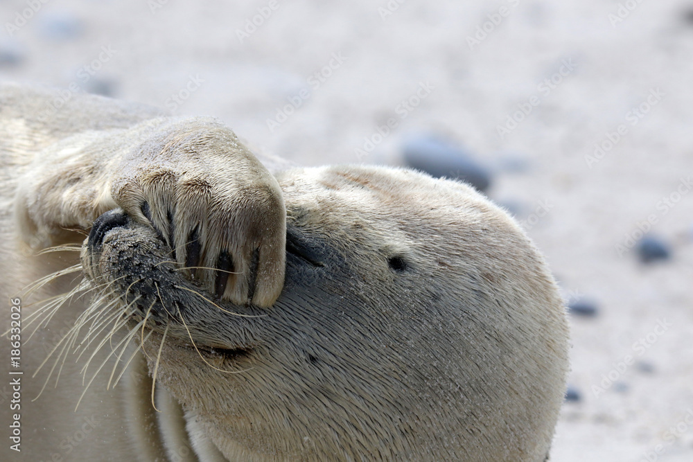 Robbe mit der Flosse vor den Augen (Facepalm) Stock Photo | Adobe Stock