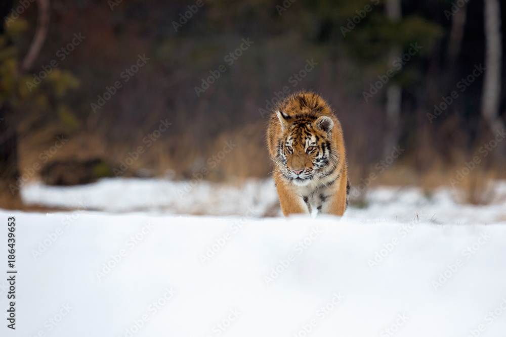 Siberian tiger (Panthera tigris tigris) also called Amur tiger.The ...