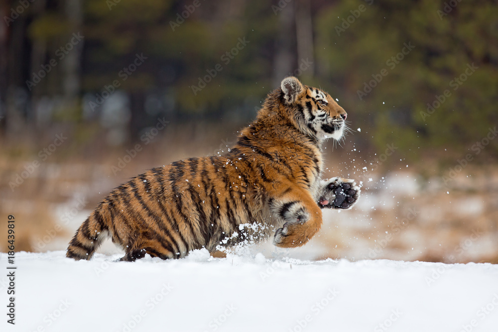 Siberian tiger (Panthera tigris tigris) also called Amur tiger.The ...