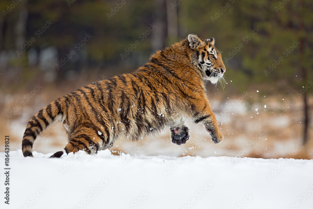 Siberian tiger (Panthera tigris tigris) also called Amur tiger.The ...