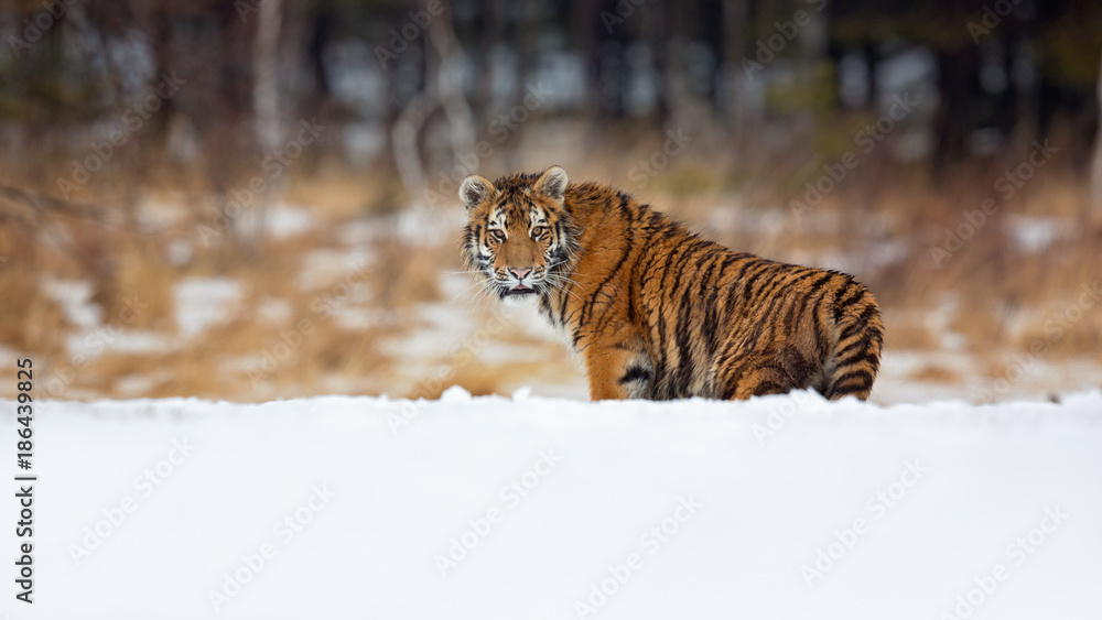 Siberian tiger (Panthera tigris tigris) also called Amur tiger.The ...