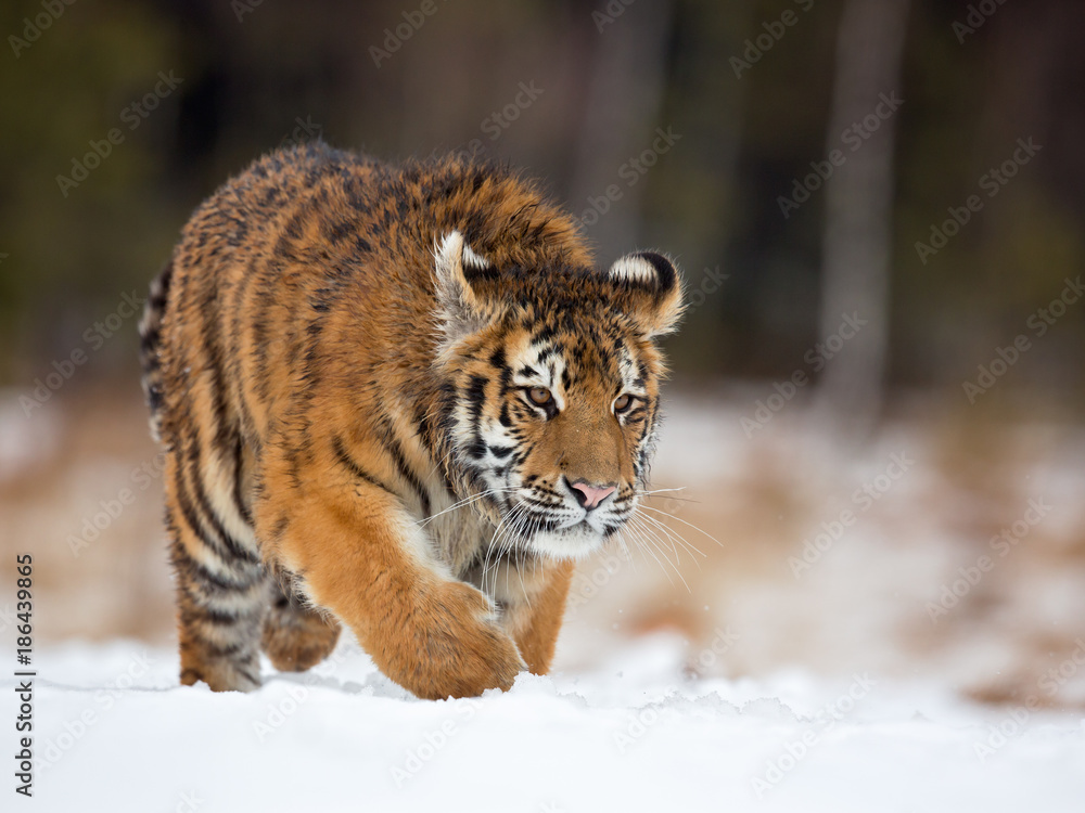 Siberian tiger (Panthera tigris tigris) also called Amur tiger.The ...