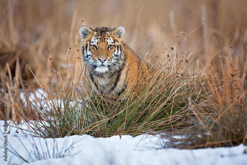 Siberian tiger (Panthera tigris tigris) also called Amur tiger.The ...
