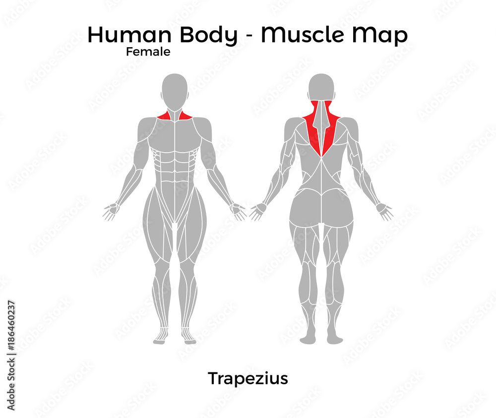 Female Human Body - Muscle map, Trapezius. Vector Illustration - EPS10 ...