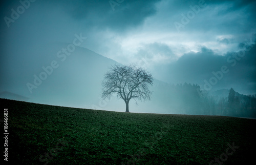 The Movie The Ring Tree