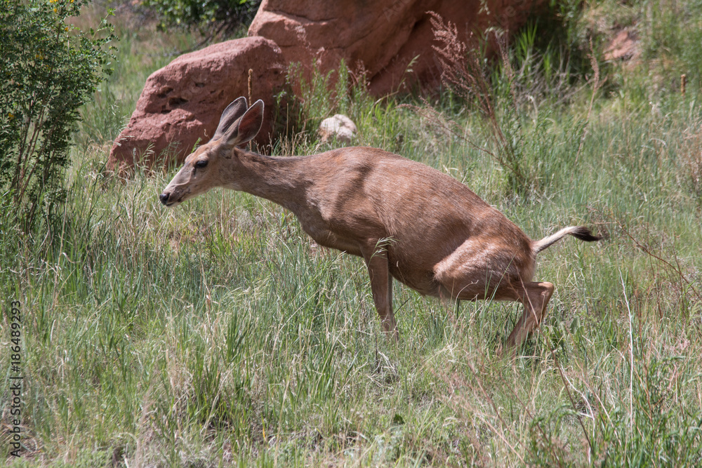 Deer Pooping Stock Photo | Adobe Stock
