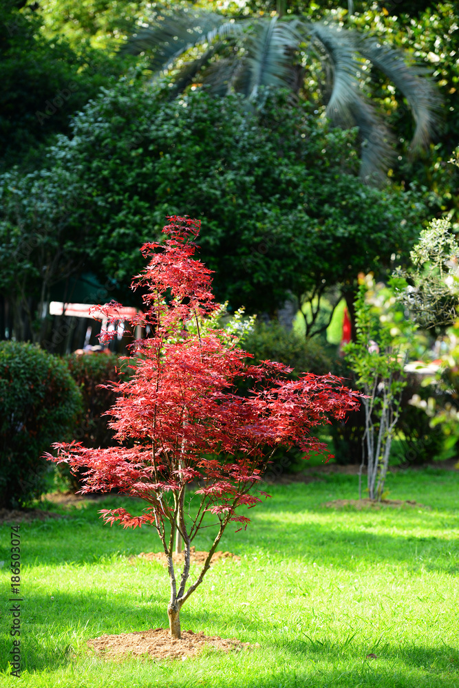 Japanese red maple (Acer palmatum japonica red) in a park. Batumi Stock ...