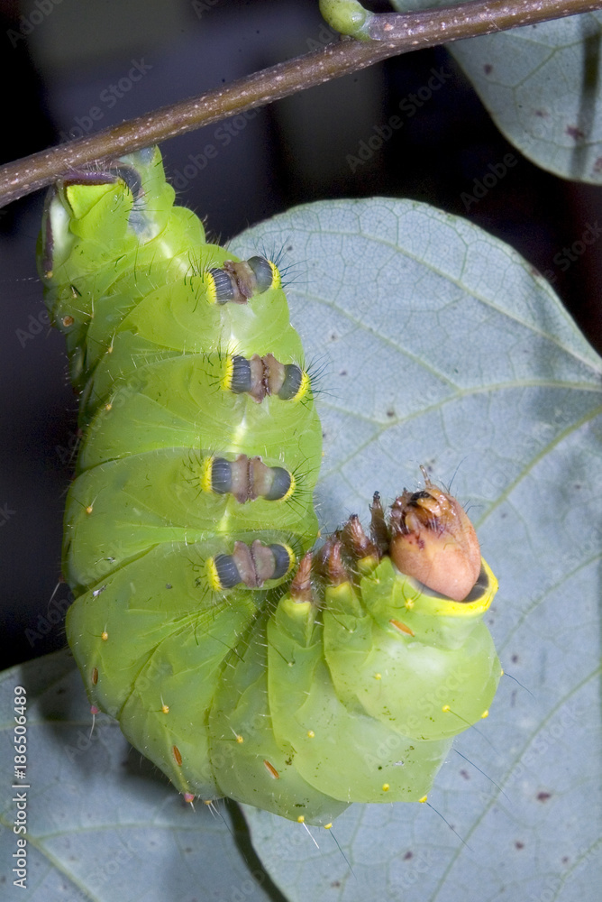 Caterpillar of the luna moth (Actias luna), Atlanta, Georgia, USA Stock ...