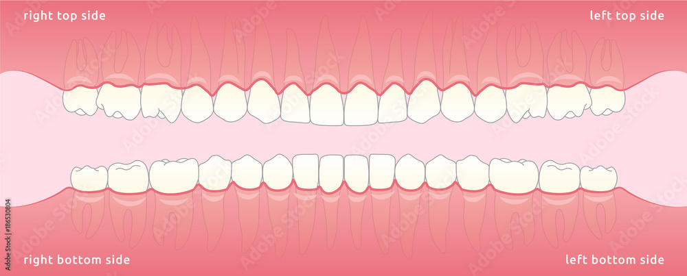 Set of human teeth jaw, the location of teeth in humans, template for ...