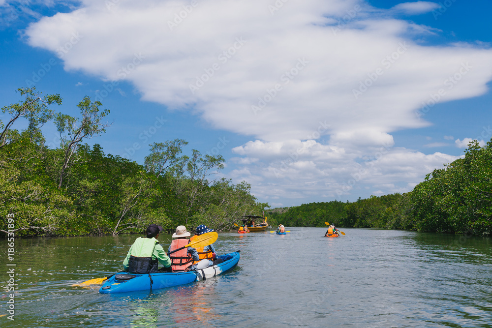 Tourists are paddling kayak in rivers and mangrove forests. Stock Photo ...