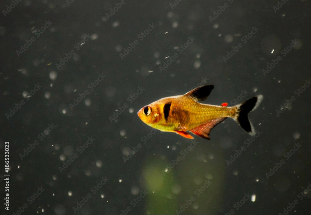 Transparent Fish With Orange Tail