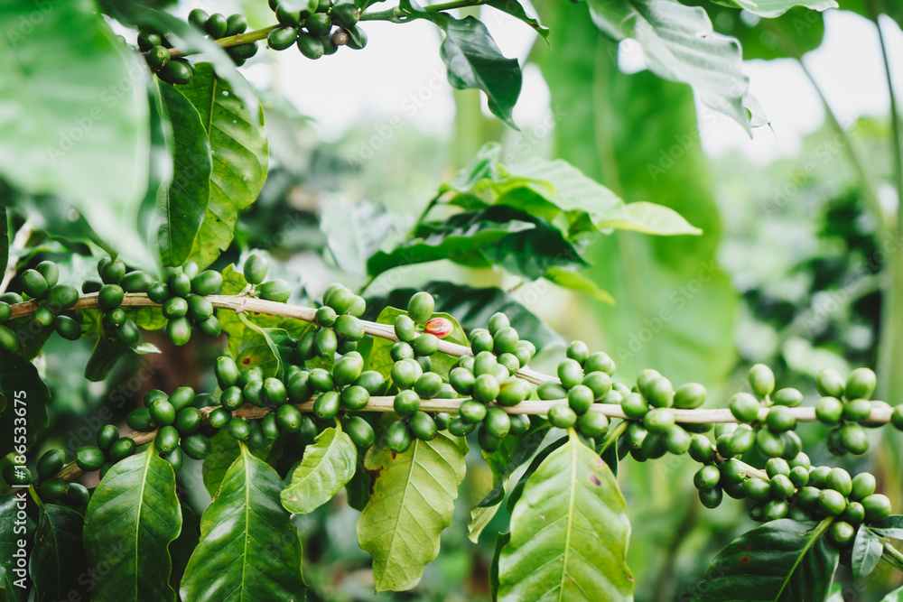 Green coffee cherry on the tree Stock Photo | Adobe Stock
