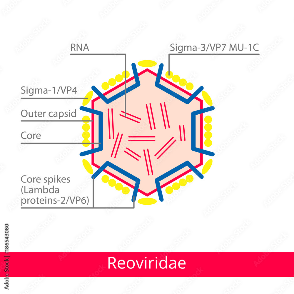 Vettoriale Stock Reoviridae. Classification of viruses. Vector biology ...