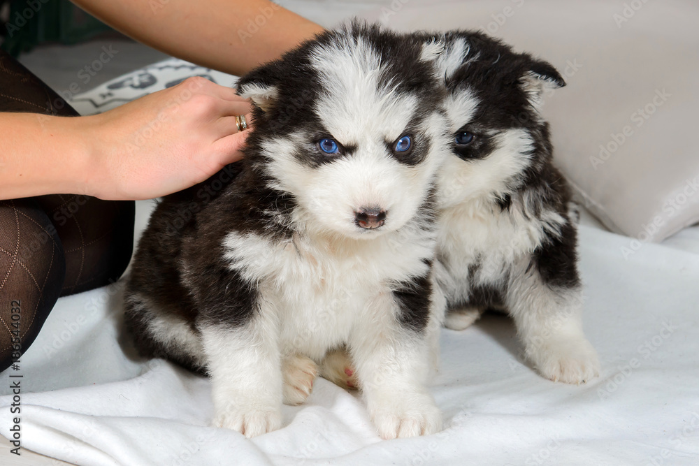 Baby Husky Puppies With Blue Eyes