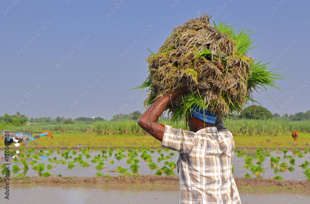 Indian Young man Carrying the Rice Plants Stock Photo | Adobe Stock