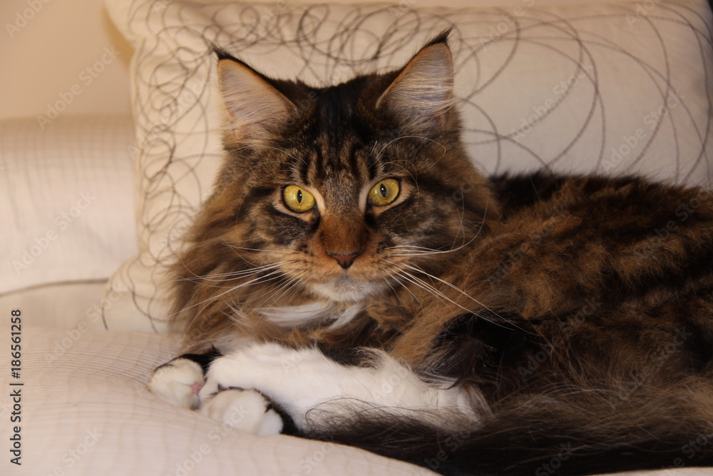 gato de raza espectacular maine coon Stock Photo | Adobe Stock