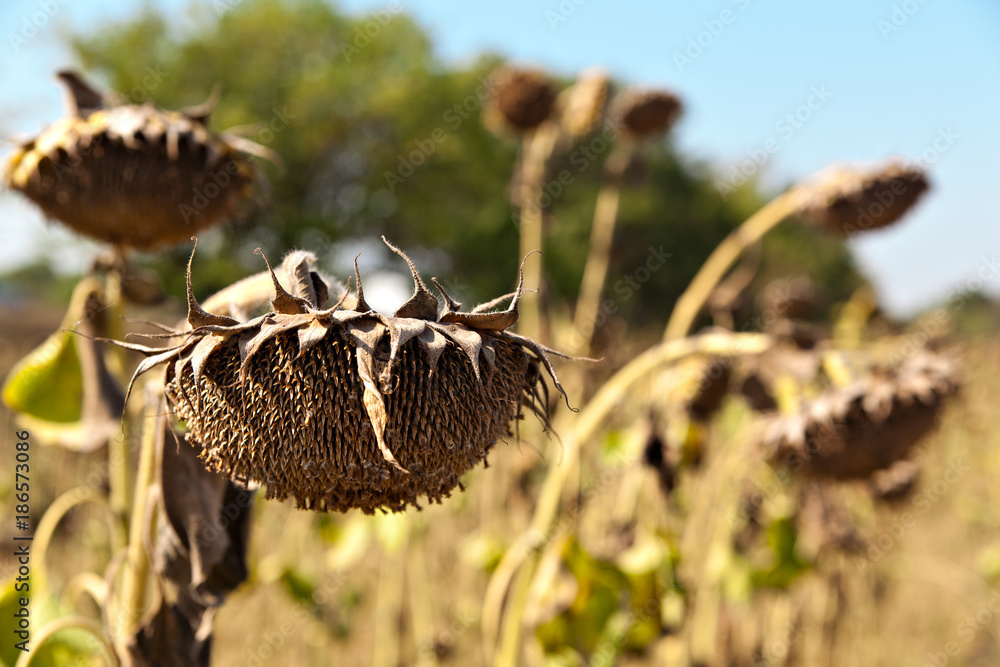 Agricultural field of dry ripe sunflower ready for harvest Stock Photo ...