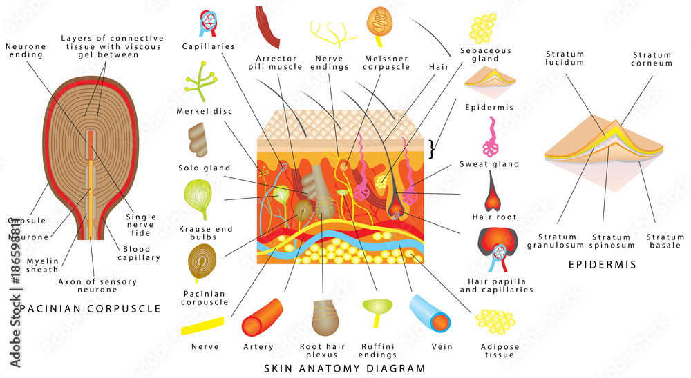 Skin anatomy diagram Stock Vector | Adobe Stock