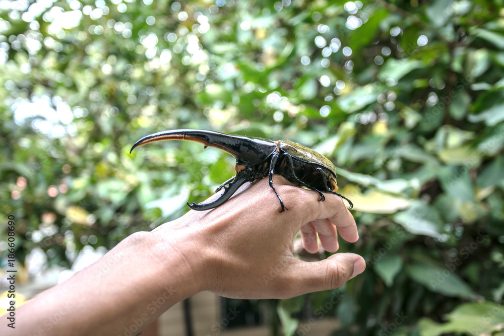 A large male hercules beetle (Dynastes hercules), beetle on male hand ...