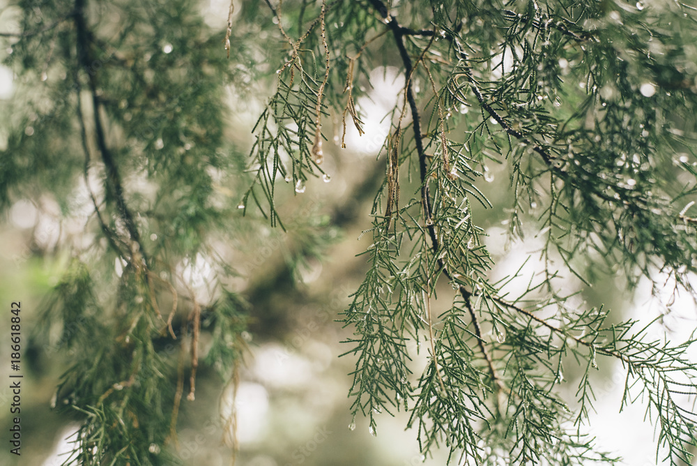 beatiful plant trees Baldcypress Taxodium distichum with water droplets ...