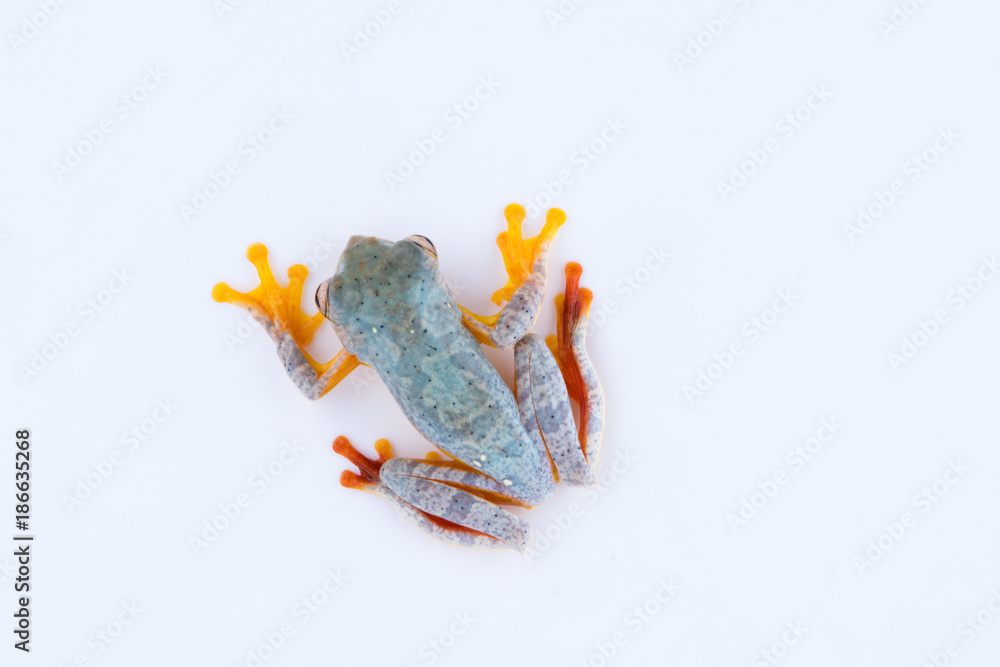 Orange Tree Frog